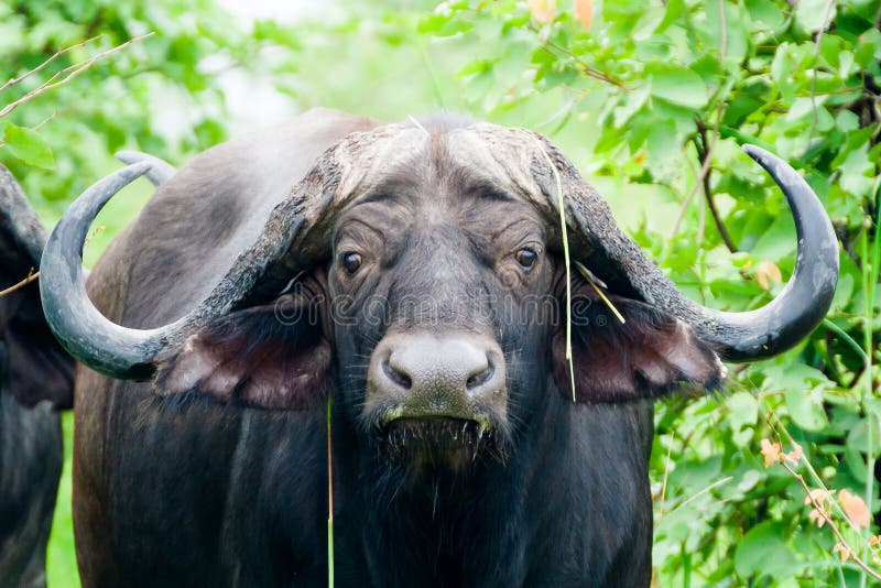 Búfalo em preto e branco foto de stock. Imagem de animal - 37541454