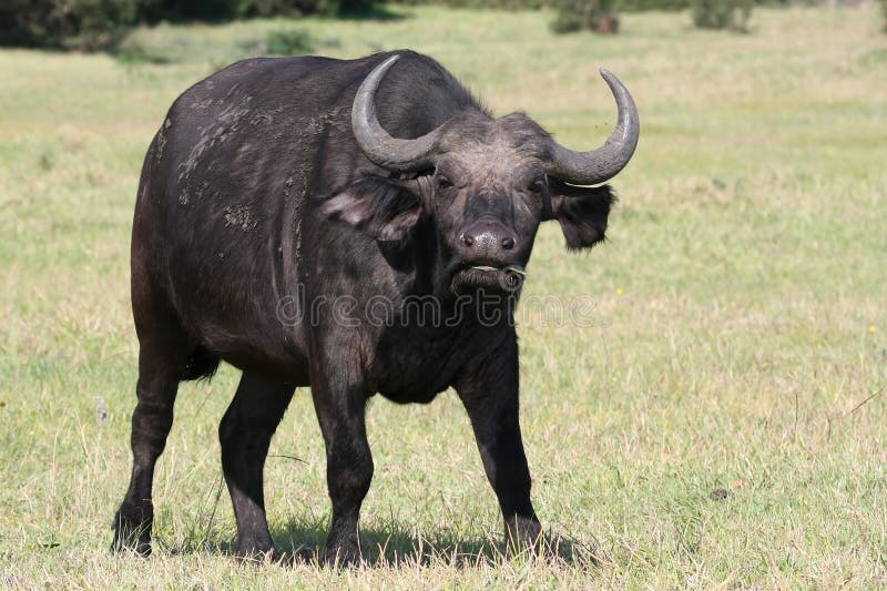 Búfalo africano Bull foto de archivo. Imagen de enorme - 39558632