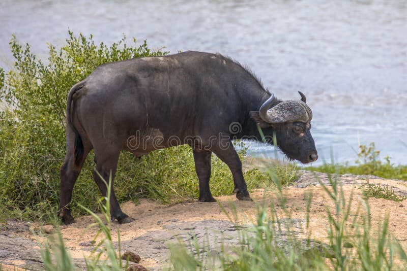 Toro africano del búfalo imagen de archivo. Imagen de búfalo - 26110665