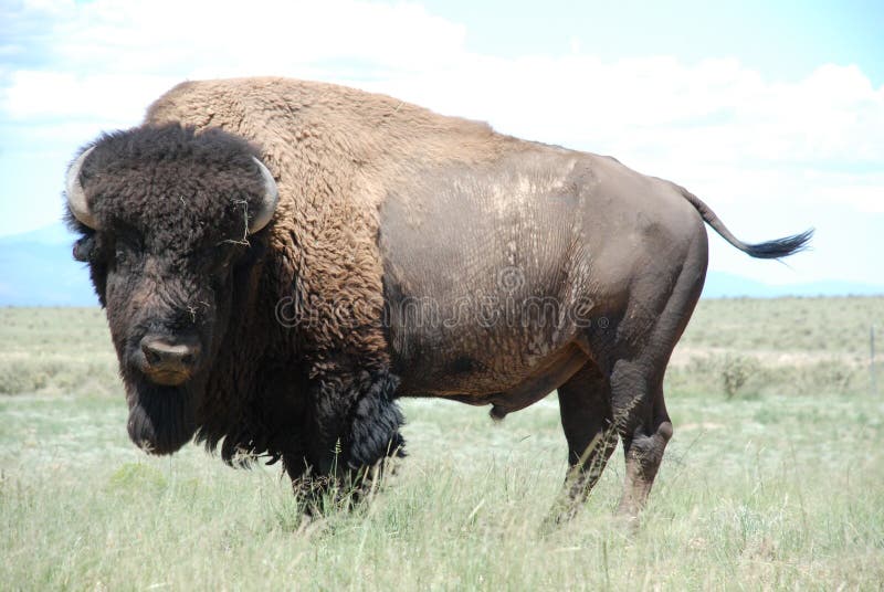 Perfil Del Bisonte Americano De Cuernos Rizado Del Búfalo Imagen de ...