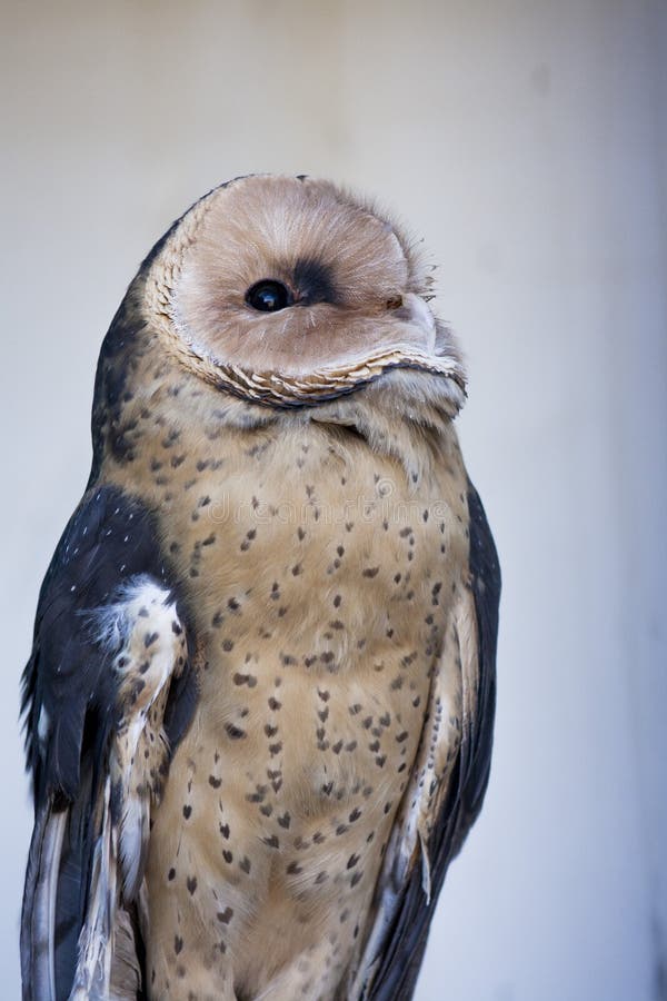 8,425 Buho Sabio Fotos - Libres de Derechos y Gratuitas de Dreamstime