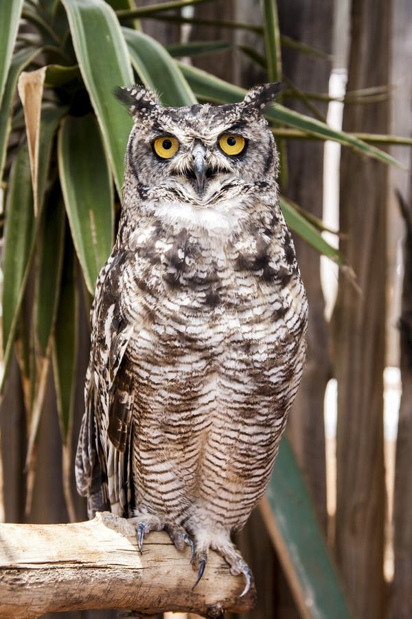 8,425 Buho Sabio Fotos - Libres de Derechos y Gratuitas de Dreamstime