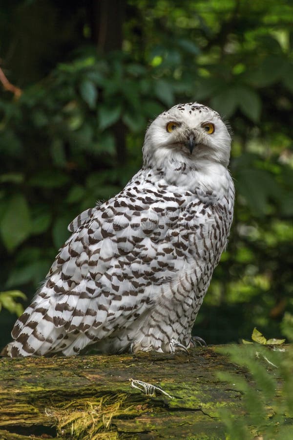 2,512 Buho De La Nieve Fotos - Libres de Derechos y Gratuitas de ...