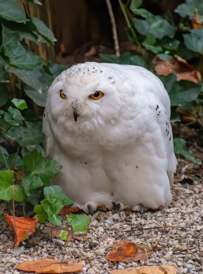 Buho blanco foto de archivo. Imagen de buho, animal, jaro - 671712