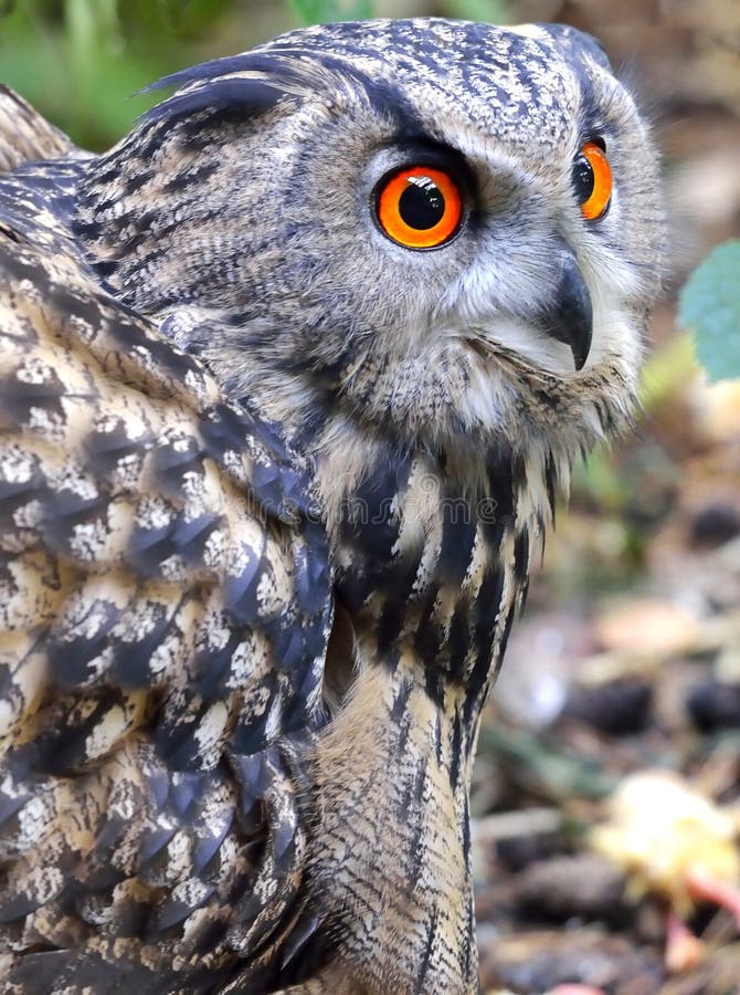 Buho Rojo Fotos De Stock - Descarga 4,300 Fotos Libres de Derechos