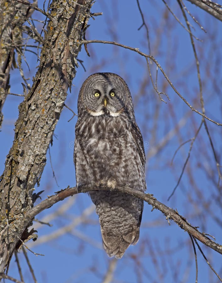 Búho De Gran Gris Listo Para Atacar Imagen de archivo - Imagen de ...