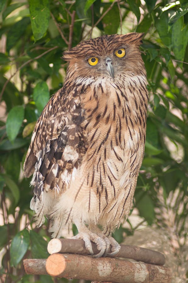Búho De Los Pescados De Brown Imagen de archivo - Imagen de selva ...