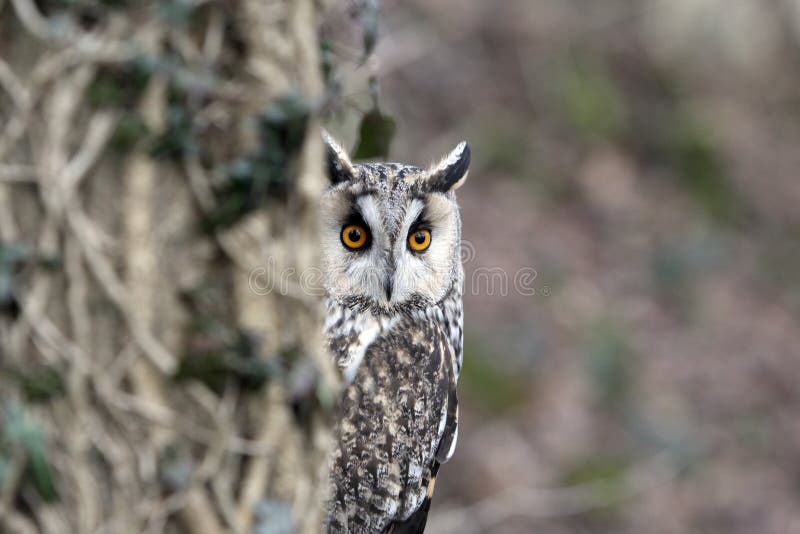 Búho De Orejas Alargadas, Otus Del Asio, Imagen de archivo - Imagen de ...