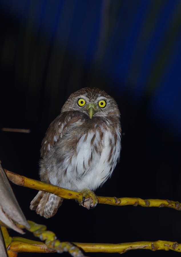 1,183 Buho Enano Fotos - Libres de Derechos y Gratuitas de Dreamstime