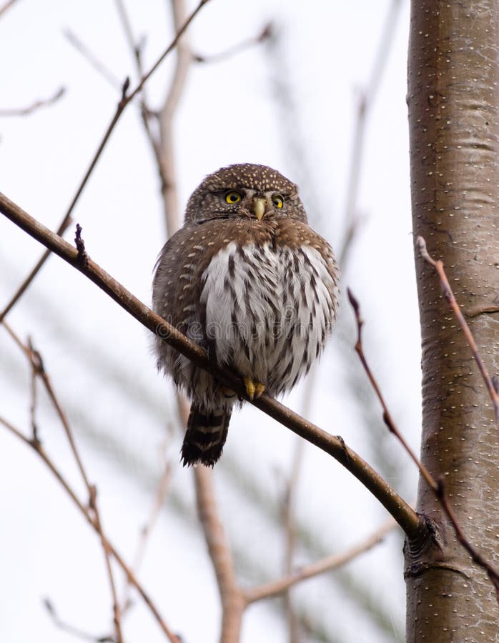 Buho Enano Fotos De Stock - Descarga 581 Fotos Libres de Derechos