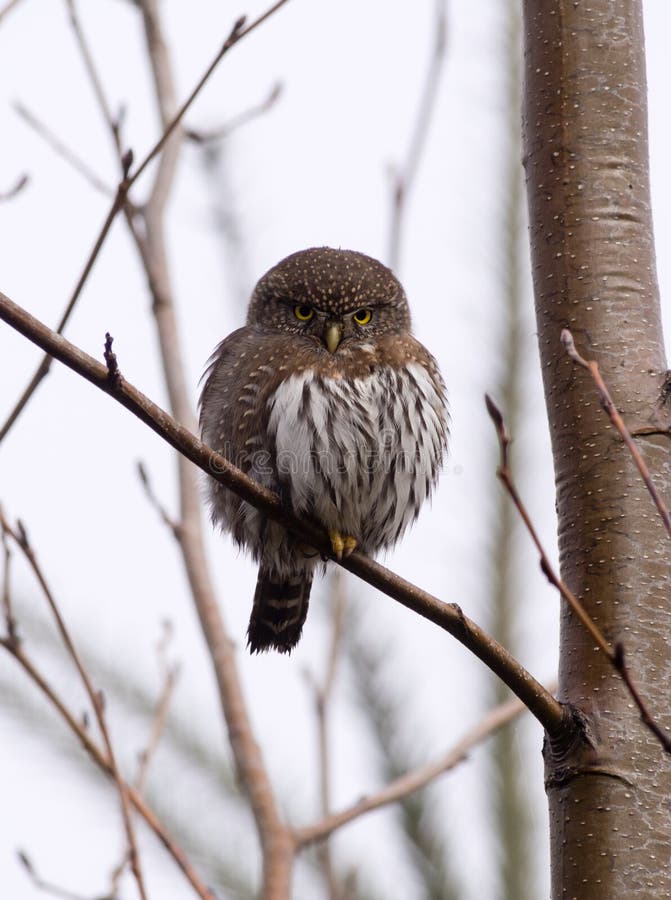 Buho Enano Fotos De Stock - Descarga 581 Fotos Libres de Derechos
