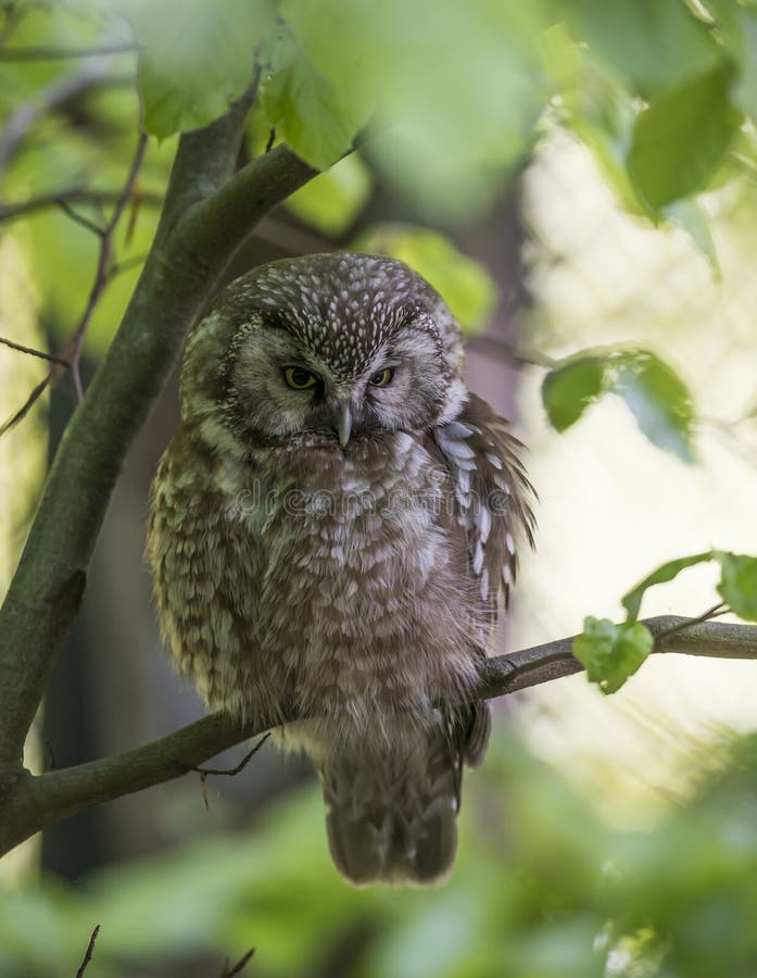 1,183 Buho Enano Fotos - Libres de Derechos y Gratuitas de Dreamstime