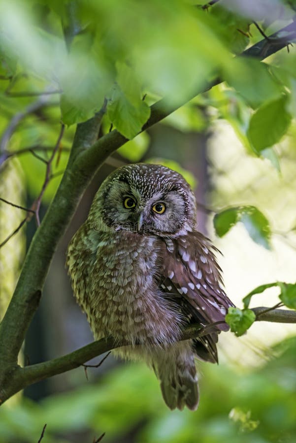 1,183 Buho Enano Fotos - Libres de Derechos y Gratuitas de Dreamstime