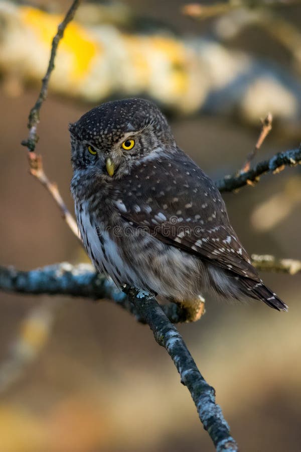 Buho Enano Fotos De Stock - Descarga 581 Fotos Libres de Derechos