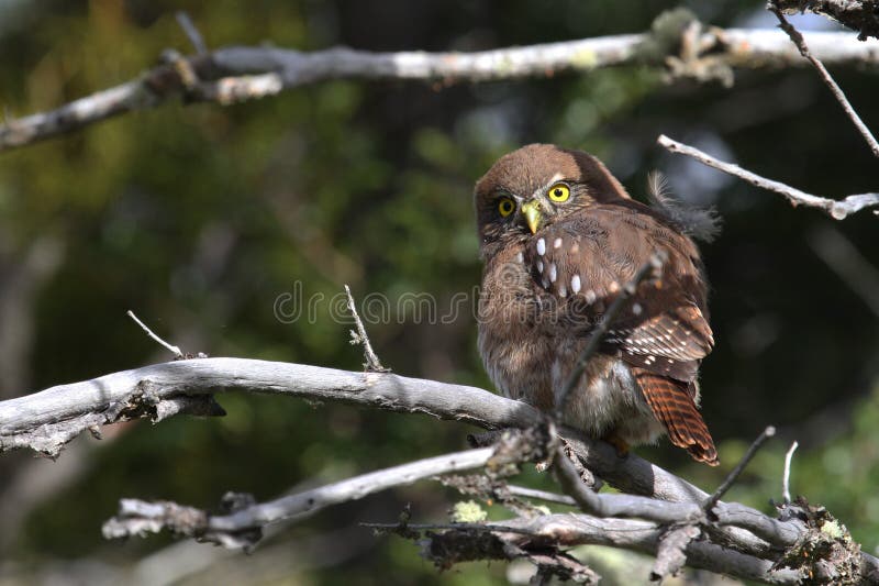 Buho Enano Austral, Patagonia, La Argentina Foto de archivo - Imagen de ...