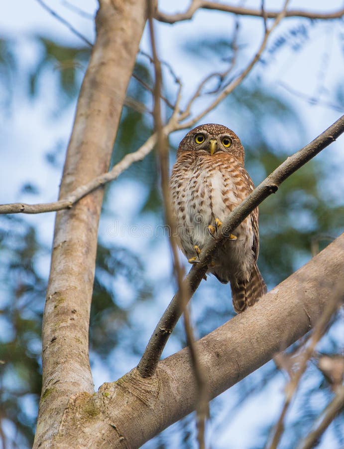 Búho Enano Cubano En Una Rama Imagen de archivo - Imagen de encarnado ...