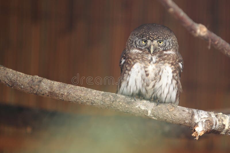 Búho Enano Eurasiático - Passerinum De Glaucidium Foto de archivo ...