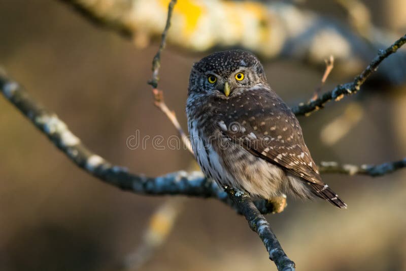 Buho Enano Fotos De Stock - Descarga 581 Fotos Libres de Derechos
