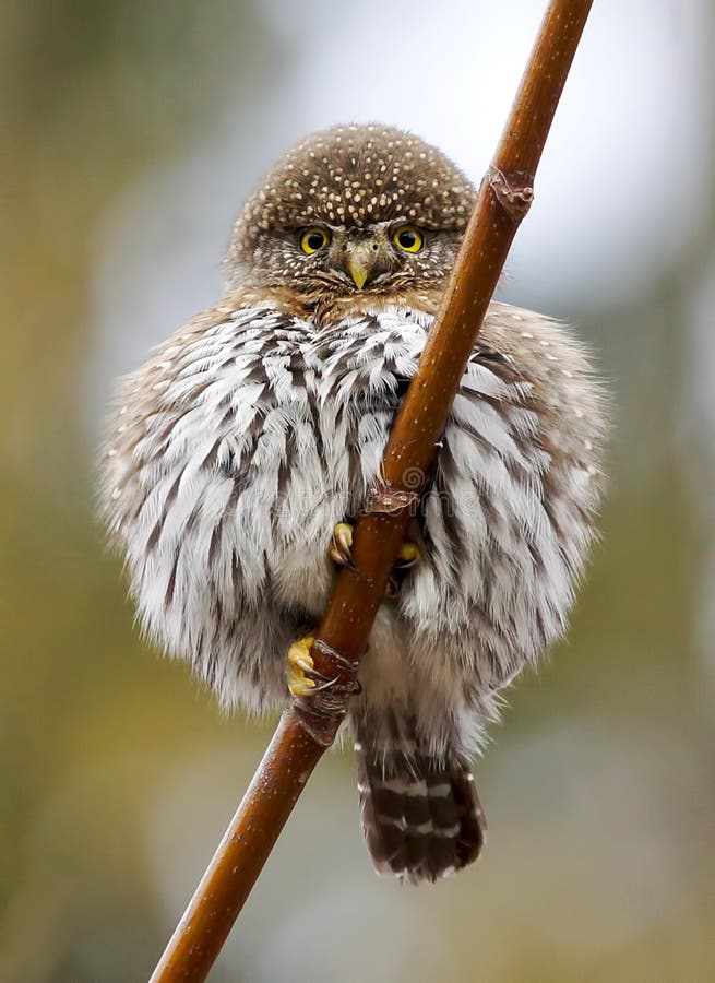 Lechuza Enana Boreal - Glaucidium Gnoma Foto de archivo - Imagen de ...