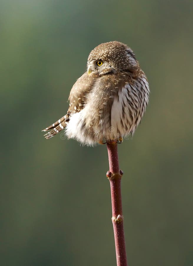 Búho Enano Septentrional - Gnoma De Glaucidium Foto de archivo - Imagen ...
