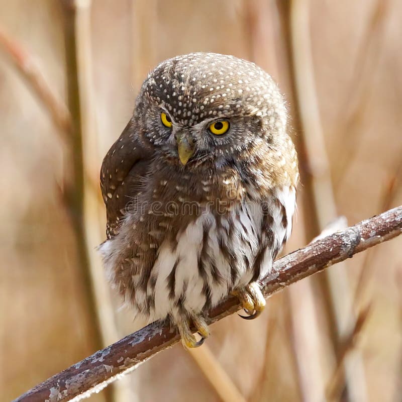 Búho Enano Septentrional - Gnoma De Glaucidium Imagen de archivo ...