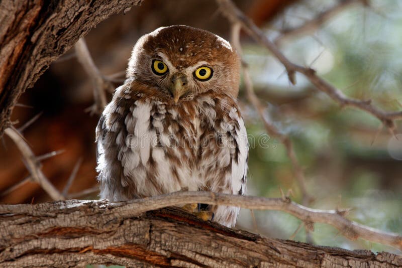 Búho O Mochuelo Manchado Perla Foto de archivo - Imagen de manchado ...