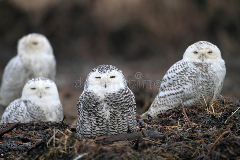 Búho Nevado foto de archivo. Imagen de vancouver, tundra - 37192374