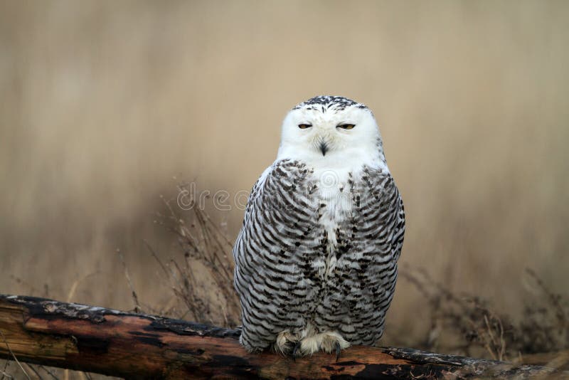 Búho Nevado foto de archivo. Imagen de vancouver, tundra - 37192374