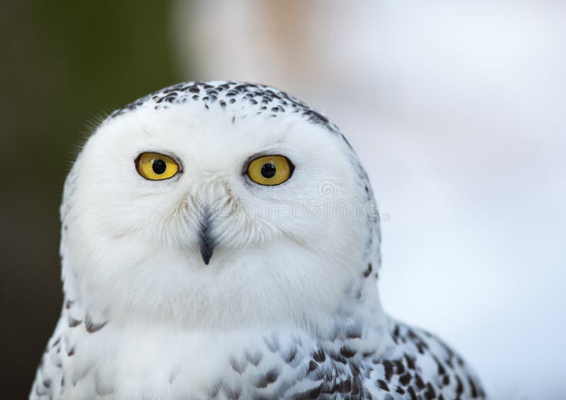 Búho Nevado (scandiacus Del Bubón) Foto de archivo - Imagen de buho ...