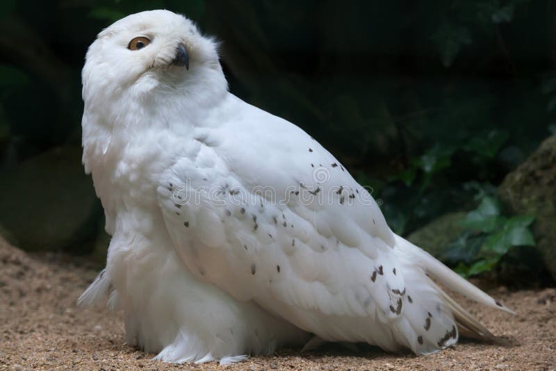 Búho Nevado (scandiacus Del Bubón) Imagen de archivo - Imagen de buho ...