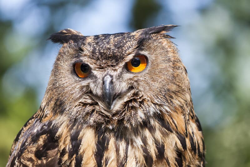 Búho real, bubón del bubón foto de archivo. Imagen de fauna - 93050228