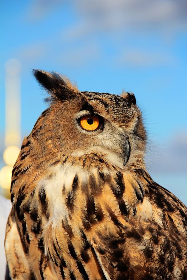 7,255 Buho Sabio Fotos - Libres de Derechos y Gratuitas de Dreamstime