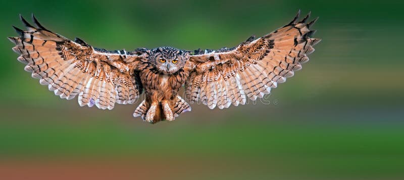 Búho foto de archivo. Imagen de gordo, buho, verde, cisne - 213232766