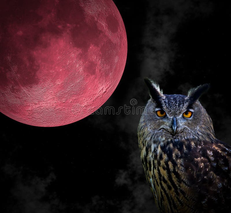 125 Buho De Noche De Moonlight Fotos de stock - Fotos libres de ...
