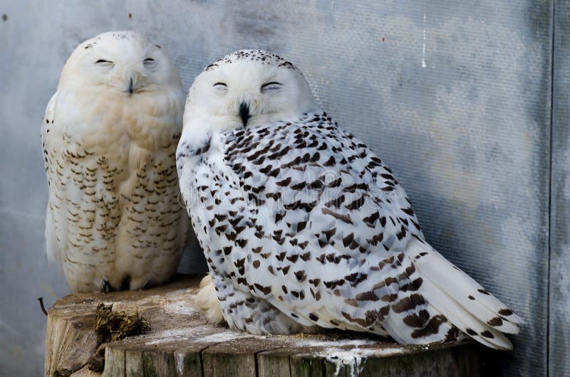 Búhos polares imagen de archivo. Imagen de horror, bosque - 51591733