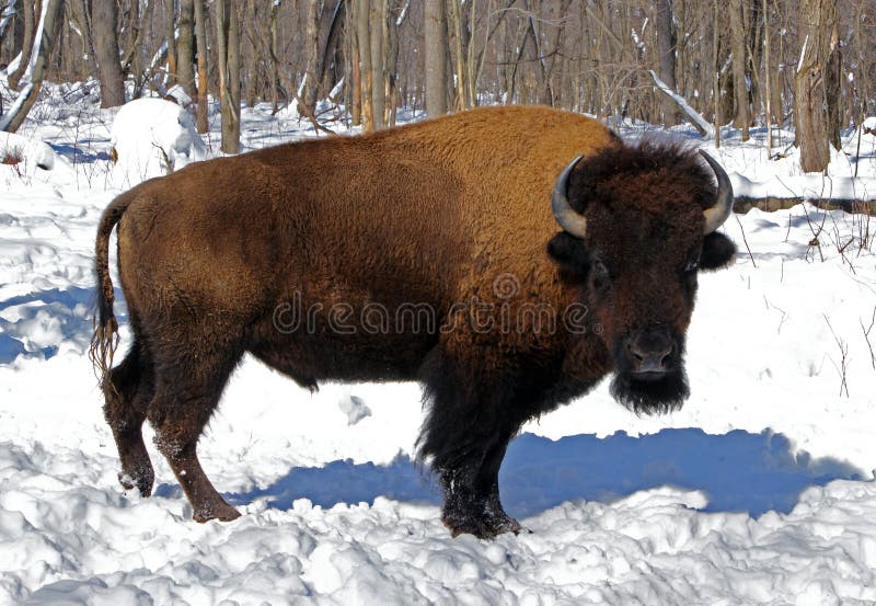 Amerikanischer Büffel stockfoto. Bild von park, gras, natürlichkeit ...