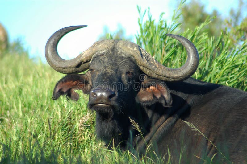 Afrikanischer Büffel Auf Den Ebenen Des Serengeti Stockbild - Bild von ...