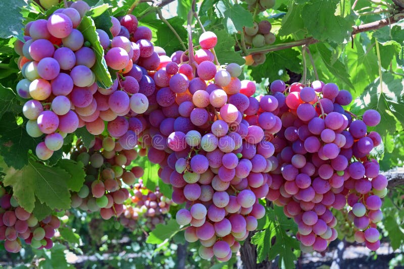 Rote Trauben auf Weinstock stockbild. Bild von weinberg - 25859917