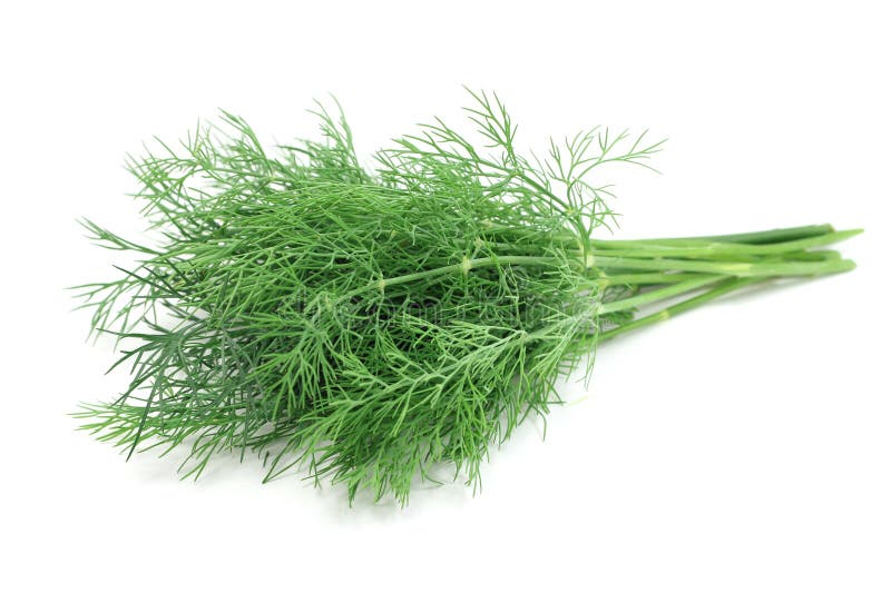 Bündel frischer Dill stockbild. Bild von gesund, ergänzung - 41383987