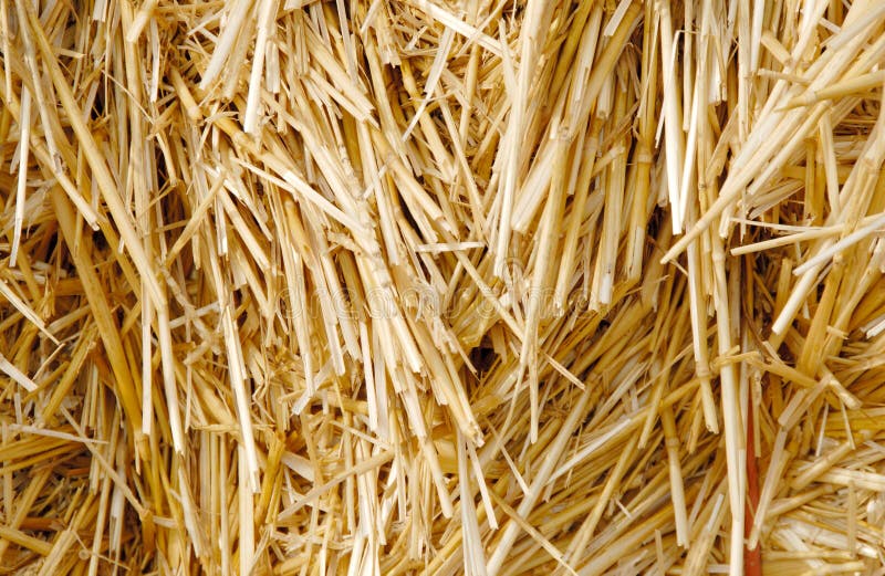 Bündel Heu stockbild. Bild von städtisch, getreide, gemasert - 3010769
