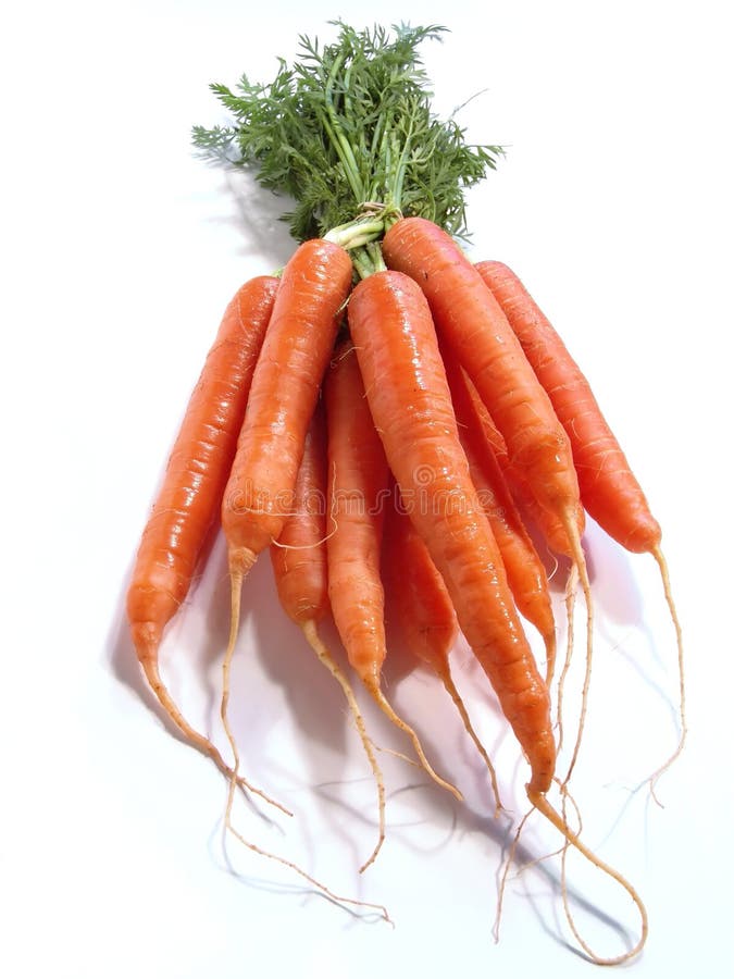 Bündel Karotten stockfoto. Bild von frech, salat, gras - 17613448