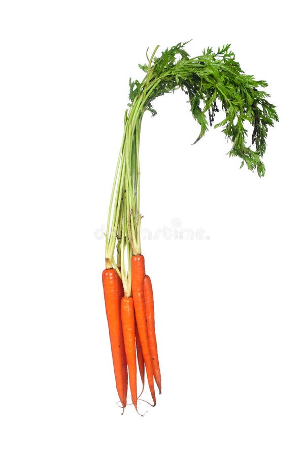 Ein Bund Karotten Isoliert Auf Weiß Stockbild - Bild von gemüse ...