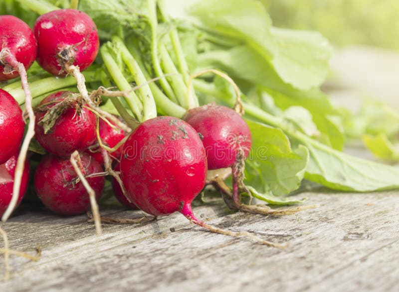 Frische Rote Rettiche Auf Einem Markt Stockfoto - Bild von gesund ...