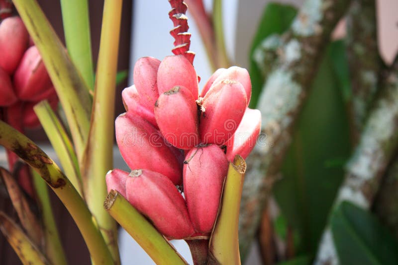 Bündel rote Bananen stockfoto. Bild von banane, klima - 36483254