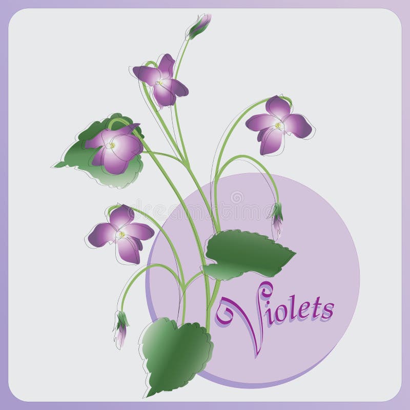 Veilchen Stock Illustrationen, Vektors, & Klipart – (8,727 Stock ...