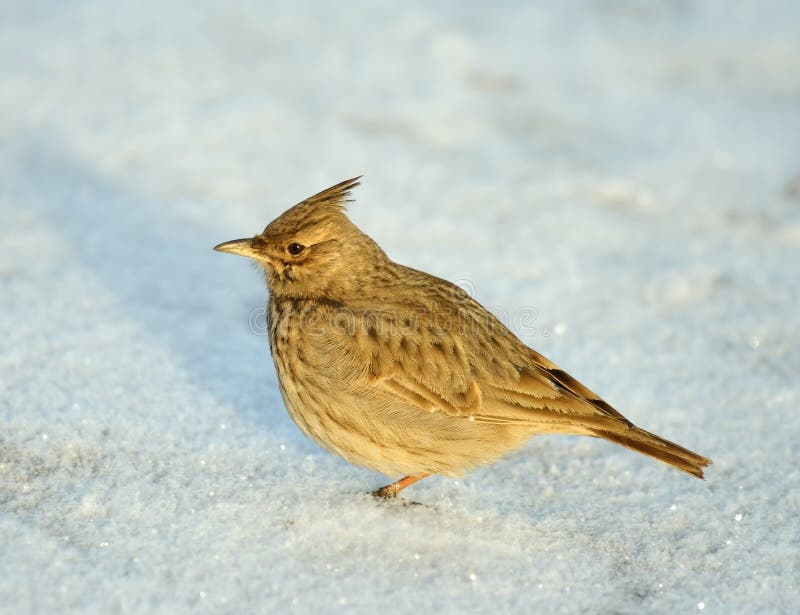 4,354 Lerche Fotos - Kostenlose und Royalty-Free Stock-Fotos von Dreamstime