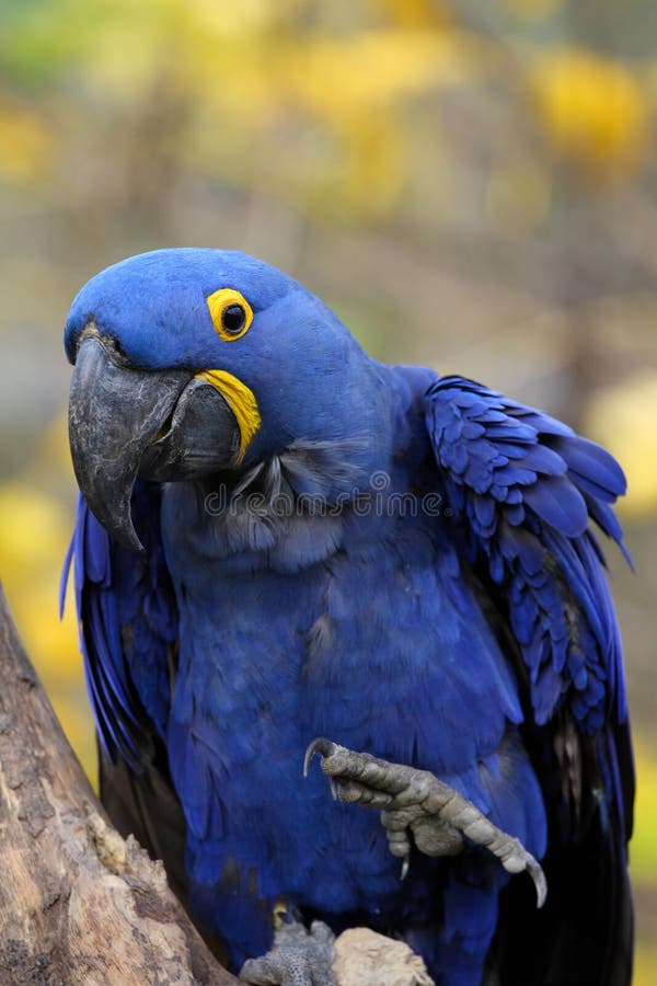 Błękitny hiacyntowa ara obraz stock. Obraz złożonej z avians - 11912345