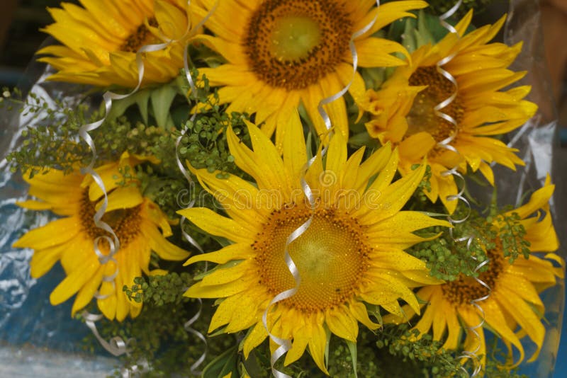 Beautiful Front View of Sunflowers Stock Image - Image of floral ...