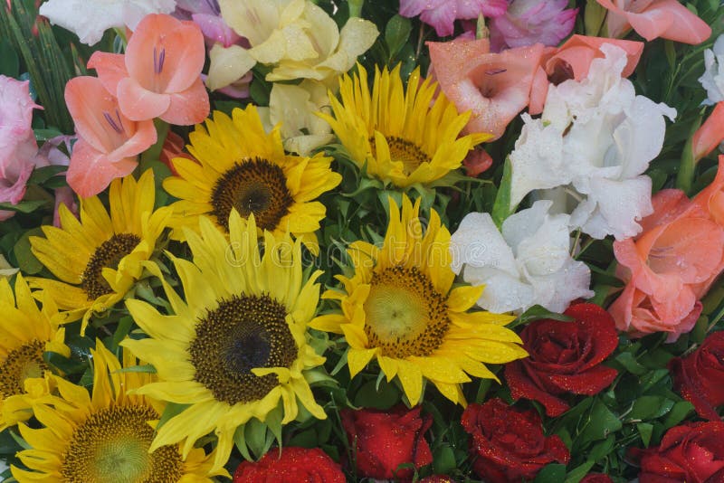 Beautiful Front View of Sunflowers Stock Image - Image of nature, bunch ...