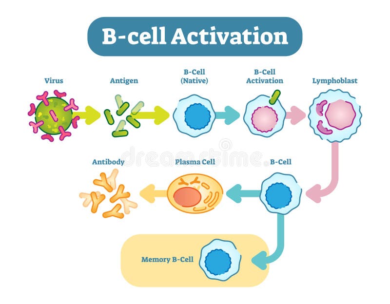 Aktivering Av B-cell Leukocyt Vektor Illustrationer - Illustration av ...